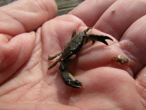 Common mud crab | Project Noah