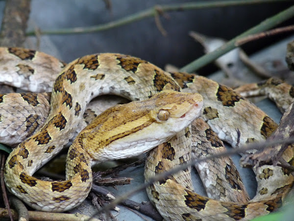 Taiwan Habu | Project Noah