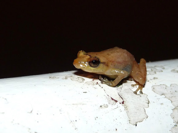 Dink frog | Project Noah