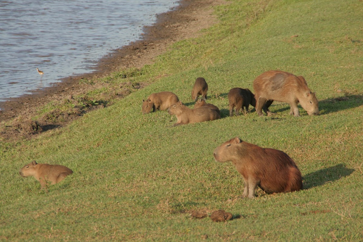 Chigüiro or Capibara | Project Noah