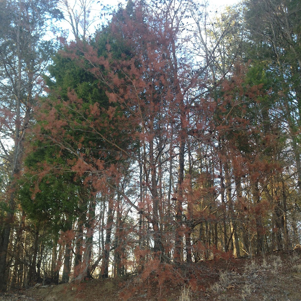 Longleaf Pine | Project Noah