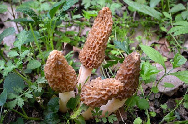 Yellow Morel | Project Noah