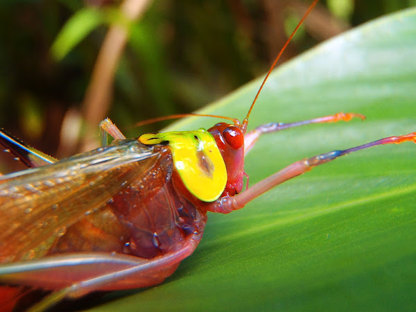 False Rainbow Katydid | Project Noah