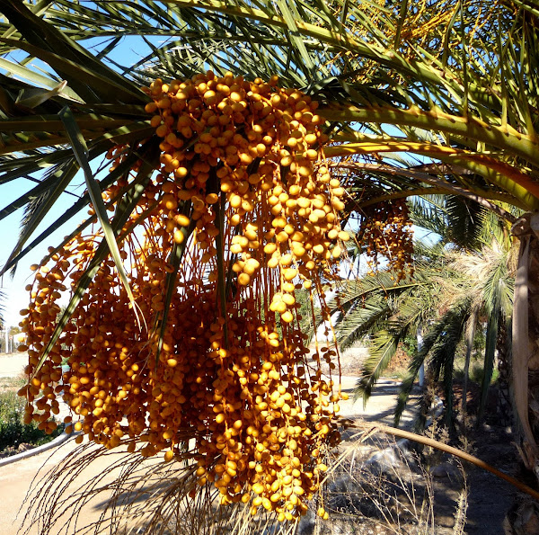Dátil. Palmera datilera | Project Noah