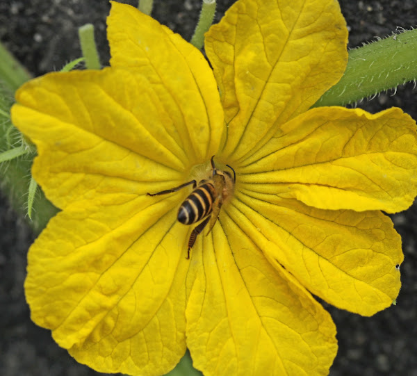 Honey Bee, on Cucumber Male Flower | Project Noah
