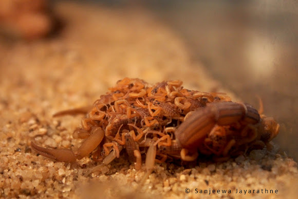 Indian red scorpion | Project Noah