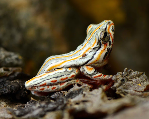 Painted Reed Frog | Project Noah