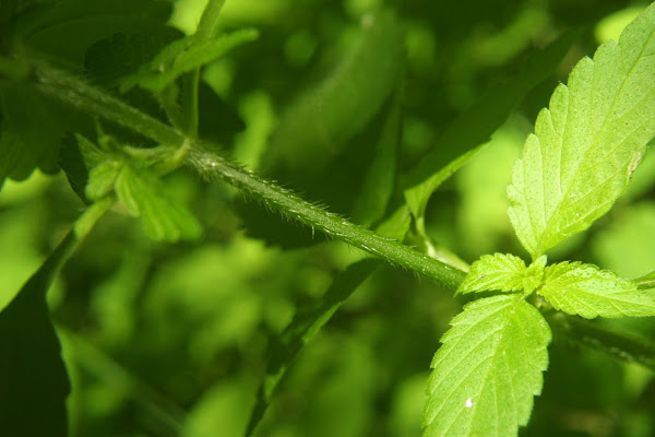 Common Hemp-nettle | Project Noah