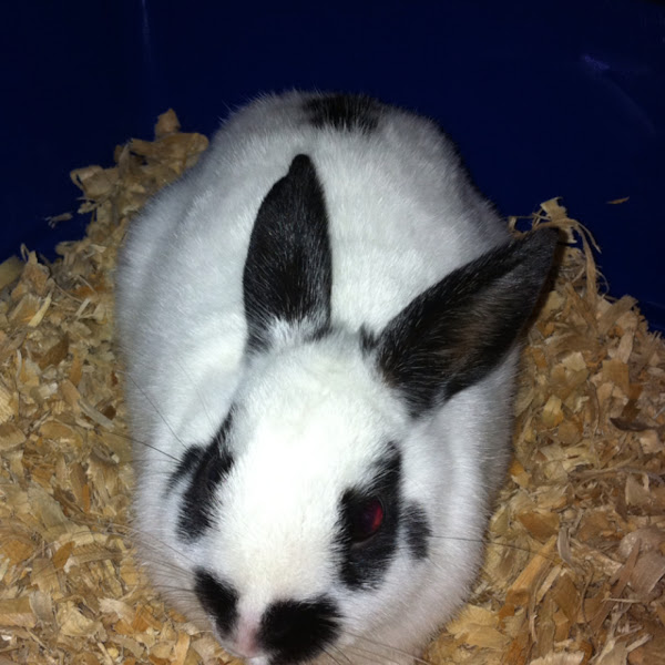 Dwarf rabbits | Project Noah