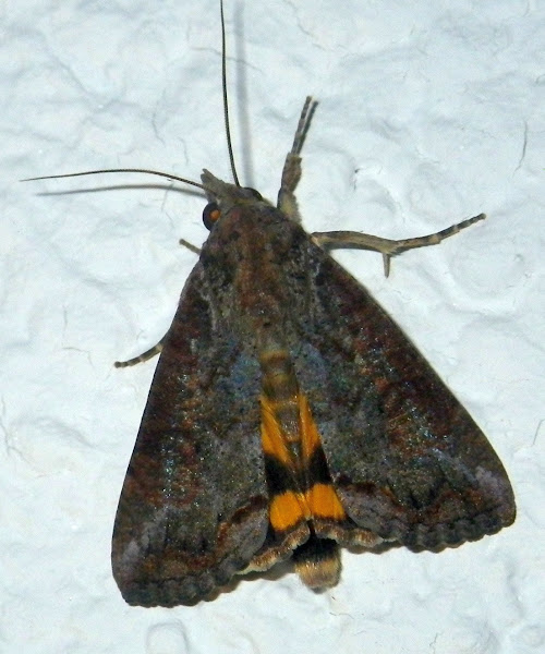 Variable Yellow Underwing | Project Noah