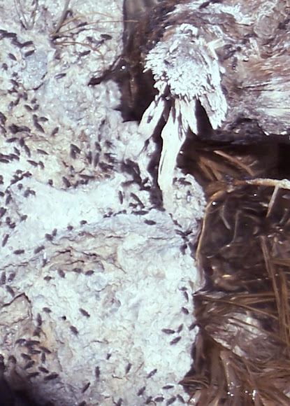 Alkali Flies | Project Noah