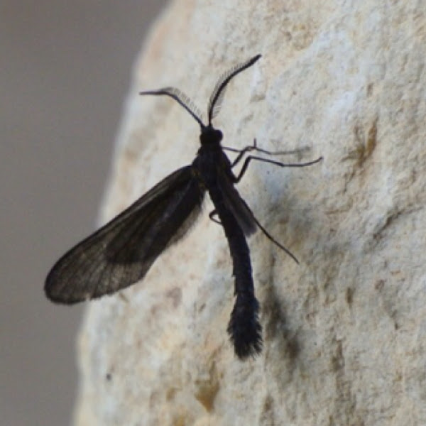 Western Grapeleaf Skeletonizer | Project Noah