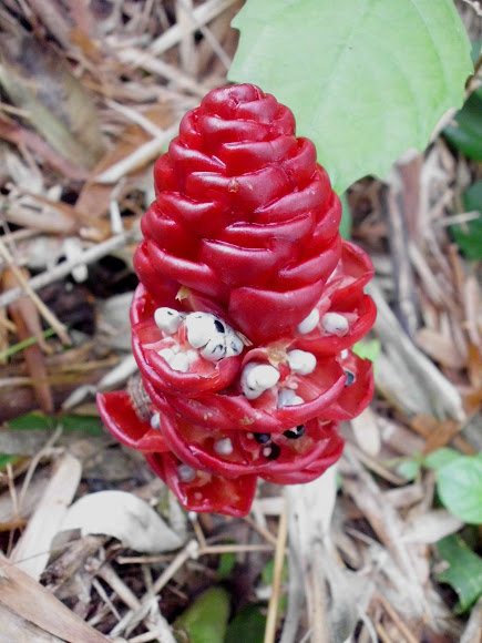 Lempuyang wangi | Project Noah