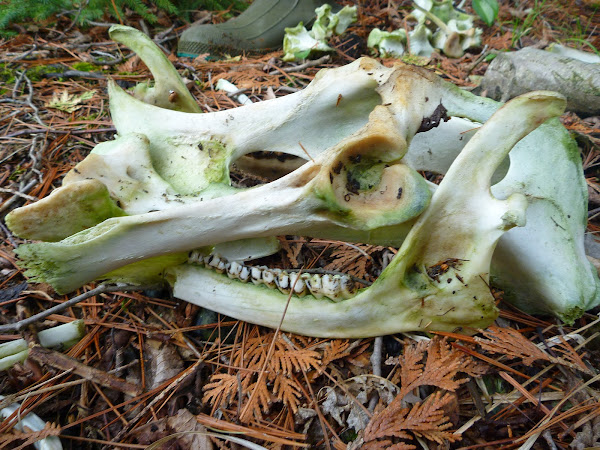 Young Moose(?) Remains | Project Noah