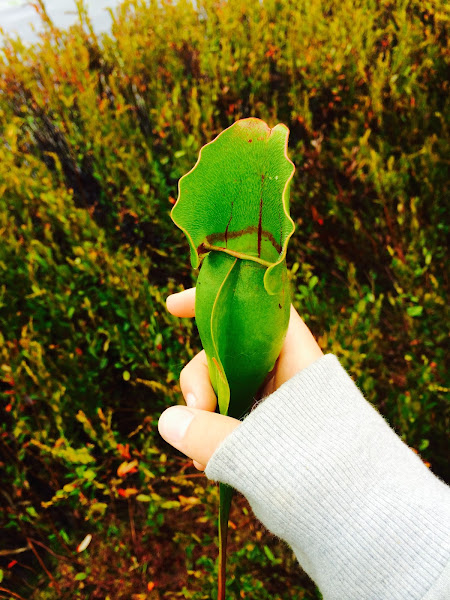 Purple Pitcher Plant | Project Noah