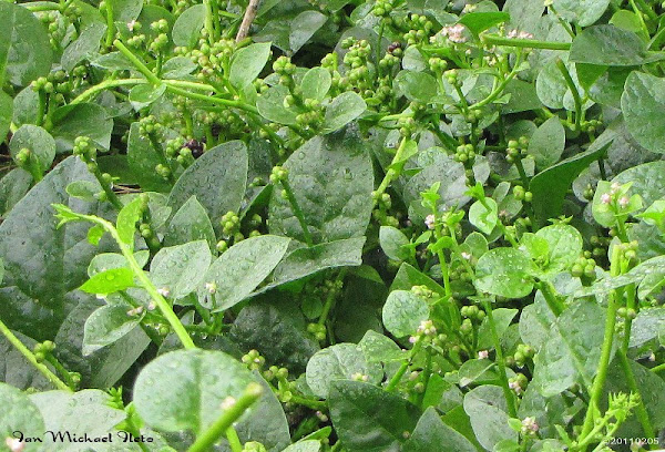 Alugbati, Malabar spinach | Project Noah