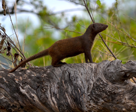 Dwarf Mongoose | Project Noah