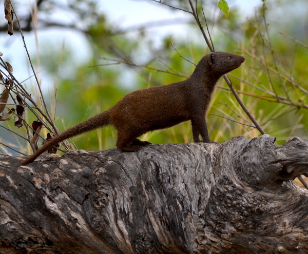 Dwarf Mongoose | Project Noah