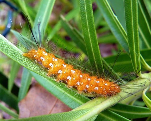 Spotted Oleander Moth Caterpillar | Project Noah