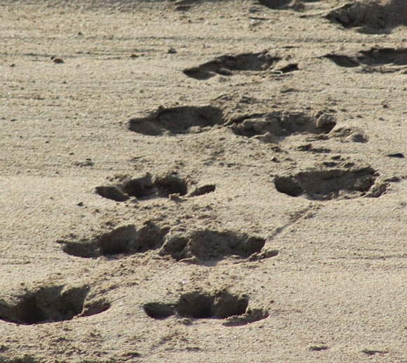 Hippopotamus footprints | Project Noah