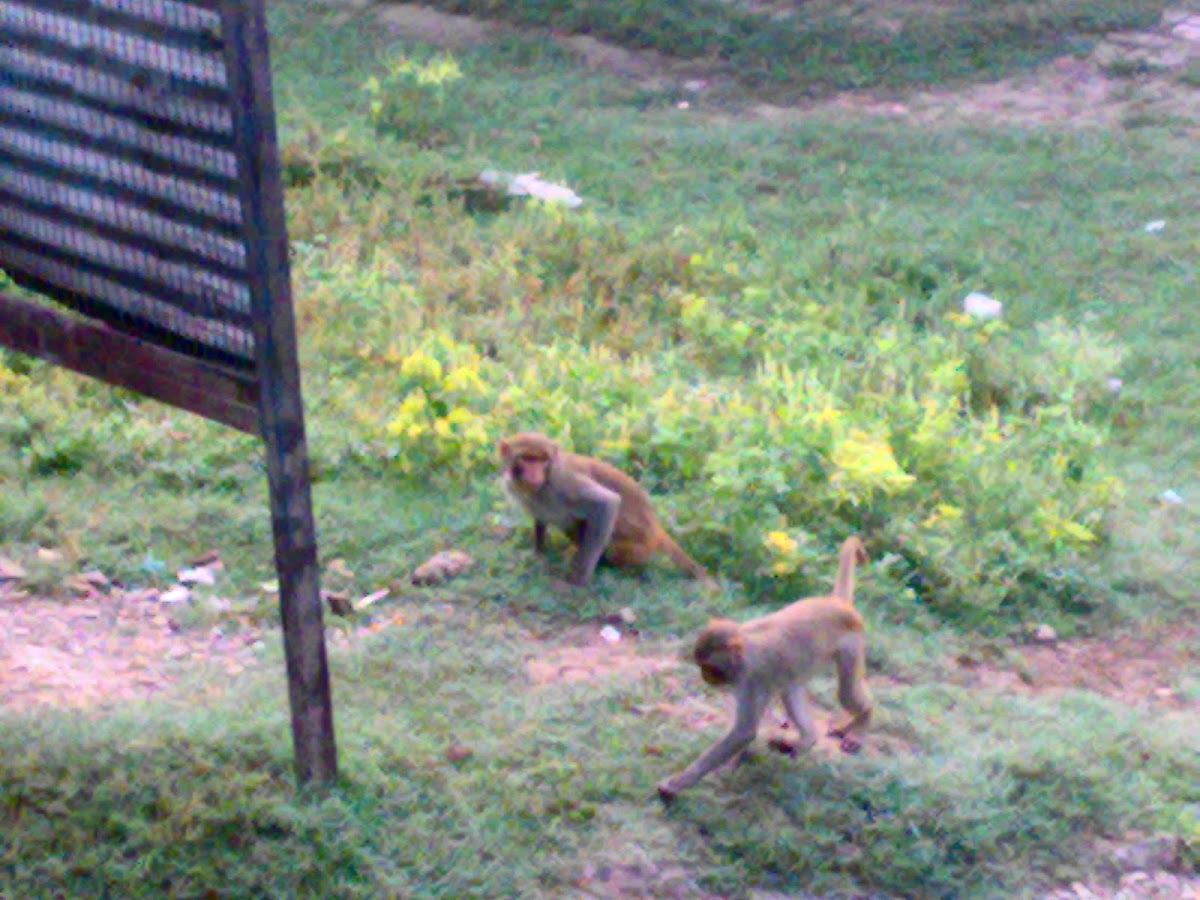 Monkey | Project Noah