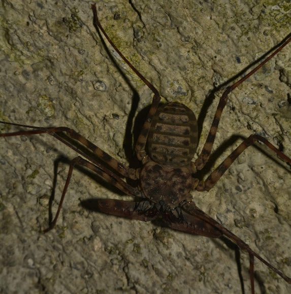 Whip Tail Scorpion Spider | Project Noah