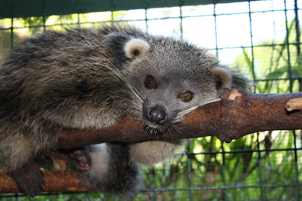 Binturong or "Palawan Bear Cat," locally known as Musang in the ...