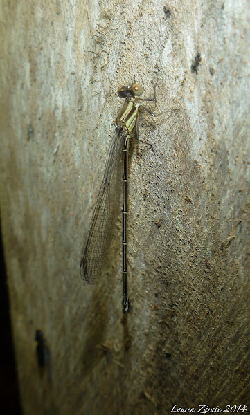 Damselfly | Project Noah