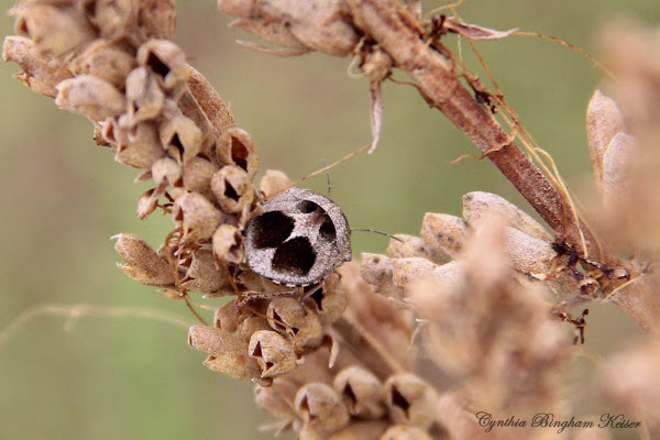Shield-backed Bug | Project Noah