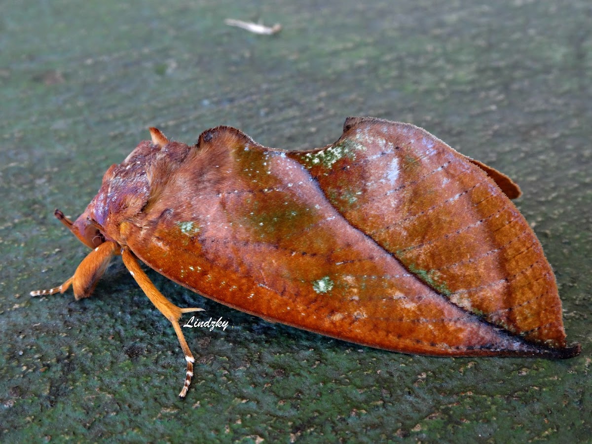FRUIT PIERCING MOTH | Project Noah