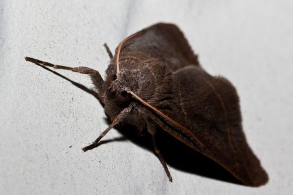 Common Oak Moth | Project Noah