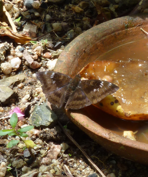 Mango Baron | Project Noah