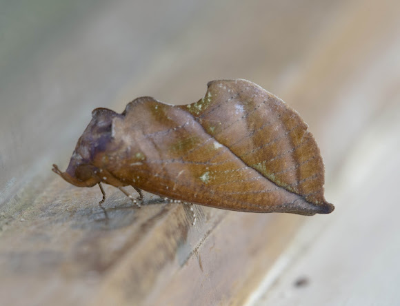 Fruit-piercing moth | Project Noah