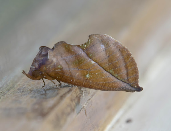 Fruit-piercing moth | Project Noah