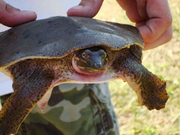 Spiny Softshell Turtle | Project Noah