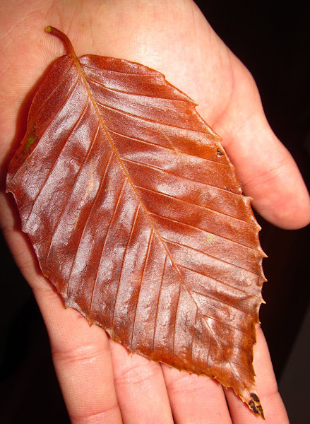 American beech | Project Noah