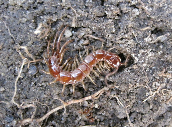 Stone Centipede | Project Noah