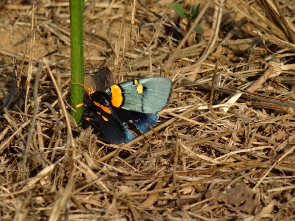 African Peach Moth | Project Noah