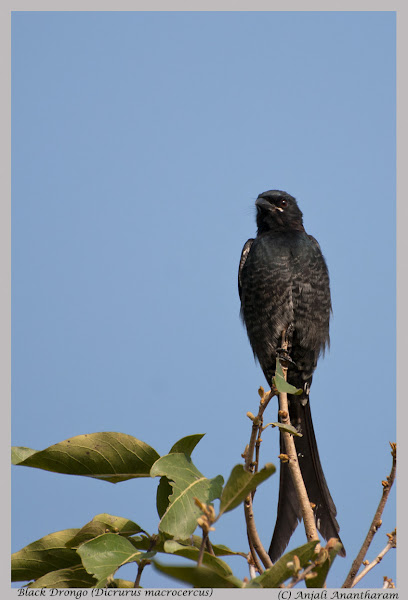 Black Drongo | Project Noah