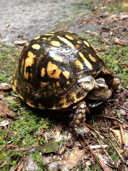 Eastern Box Turtle | Project Noah