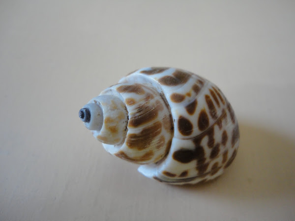 Arabian shell | Project Noah