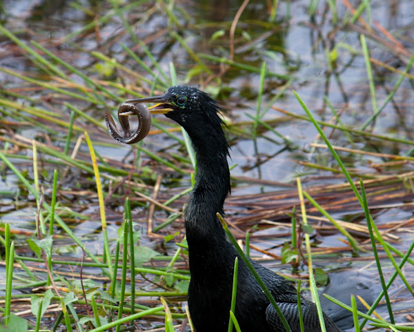 Anhinga | Project Noah