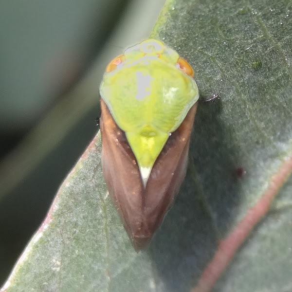 Tube spittle bug | Project Noah