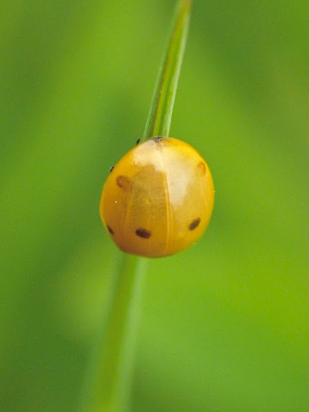 Seven-spotted ladybug (newly emerged) | Project Noah
