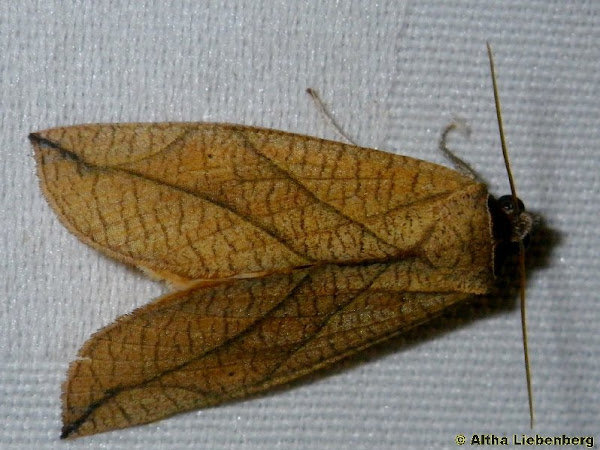 Cattle Eye Moth | Project Noah