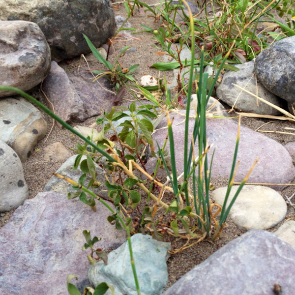 Wild chives | Project Noah