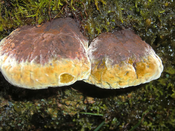Phellinus robustus? | Project Noah