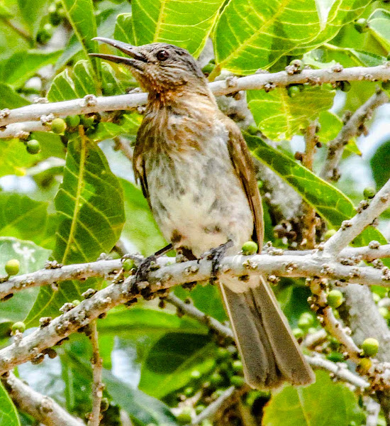 Philippine Bulbul | Project Noah