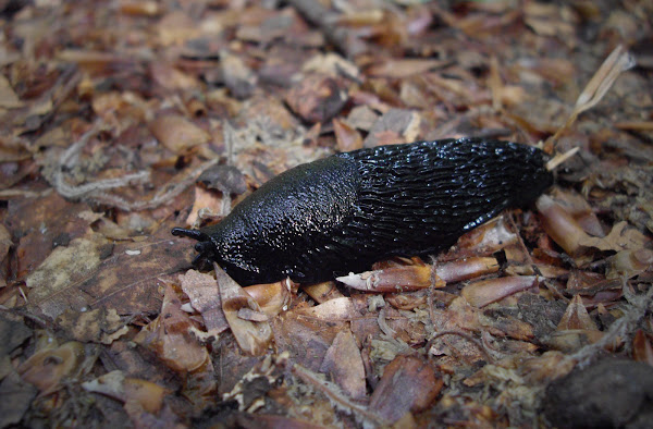 Roundback Slug | Project Noah