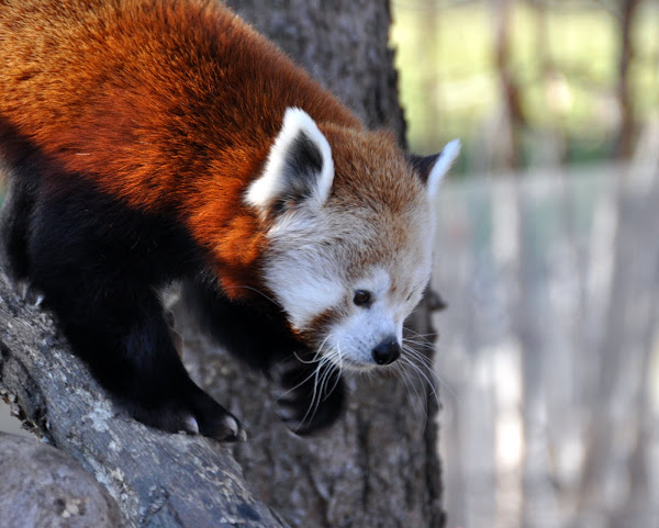 Red Panda | Project Noah
